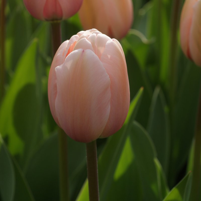 Tulipa 'Salmon Impression'