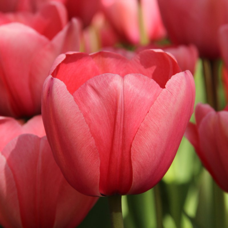 Tulipa 'Pink Impression'®