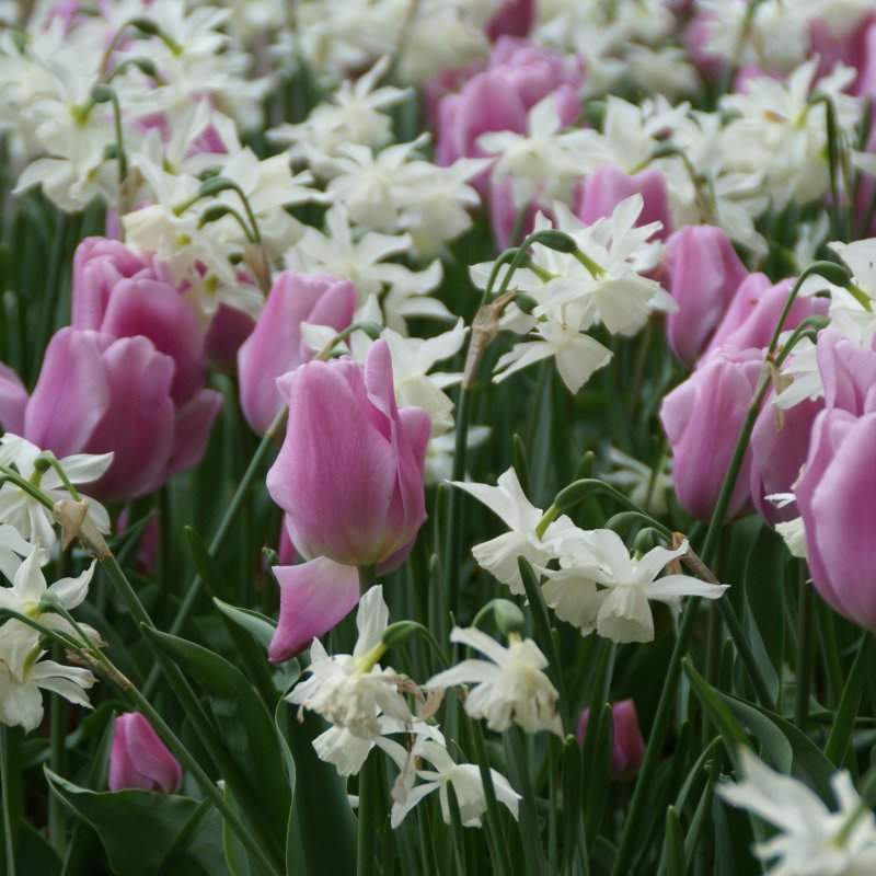 Tulipa 'Synaeda Amor'