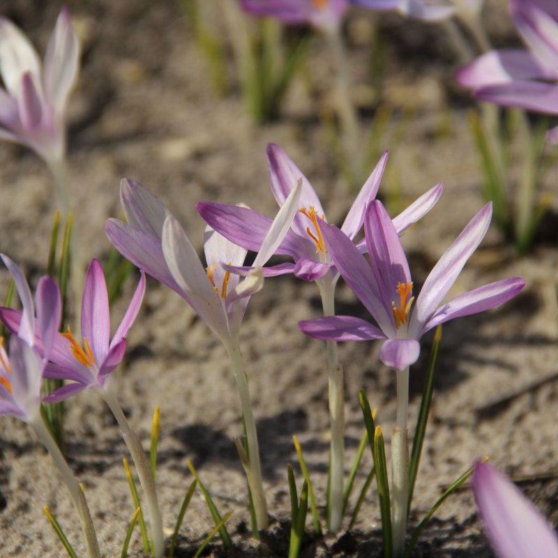 Crocus tommasinianus 'Roseus'