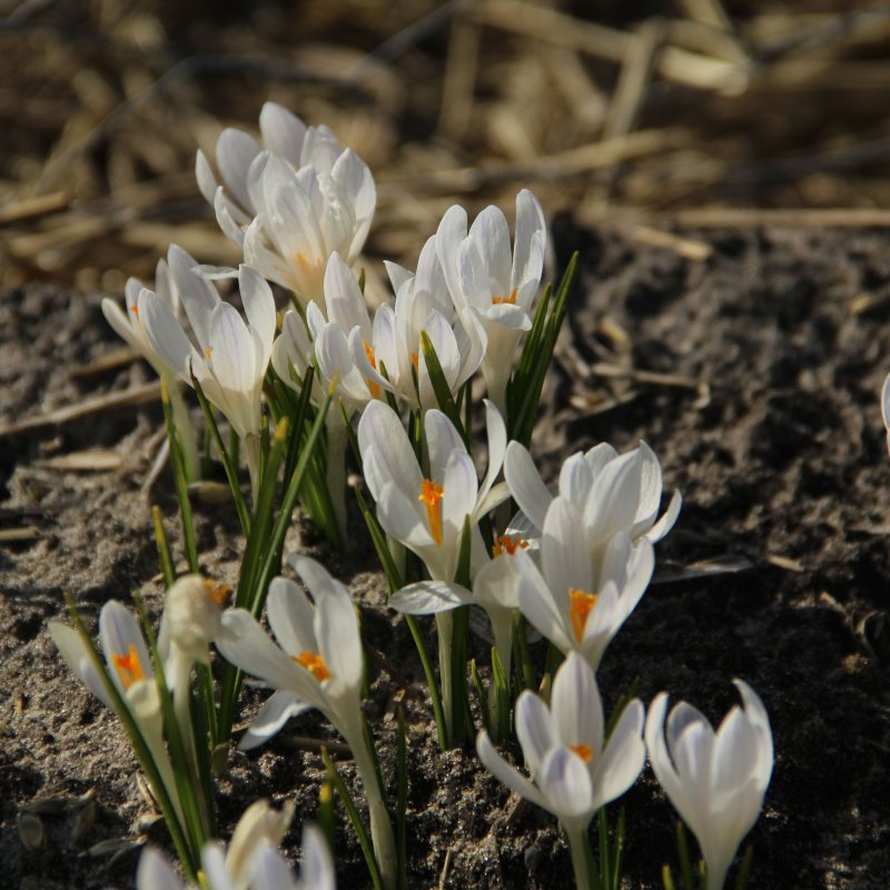 Crocus tommasinianus 'Albus'