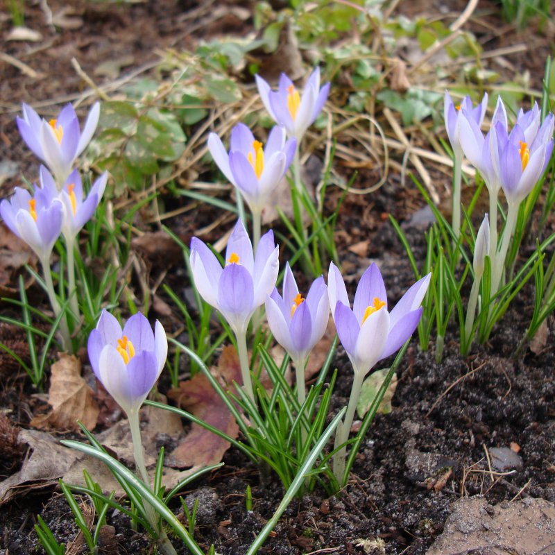 Crocus tommasinianus