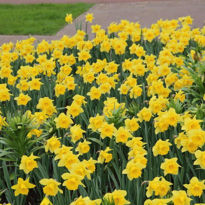 Narcissus 'Rijnvelds Early Sensation'