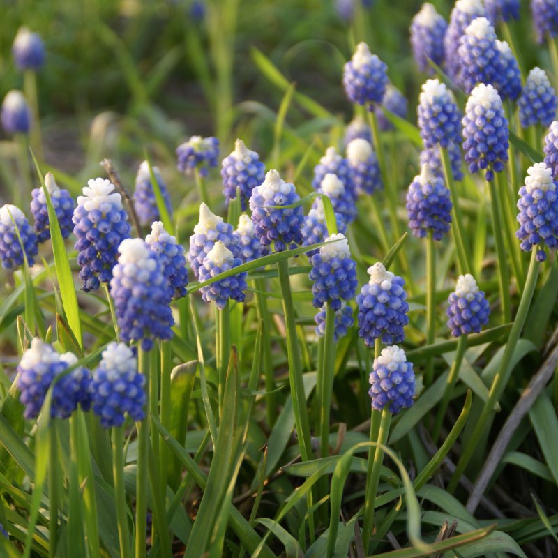 Muscari aucheri 'Ocean Magic'®
