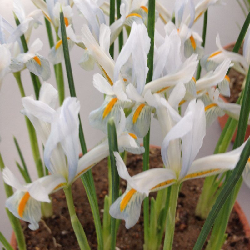 Iris reticulata 'Natascha'