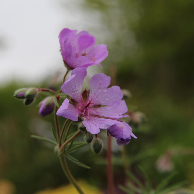 Geranium tuberosum