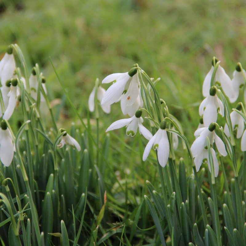 Galanthus nivalis