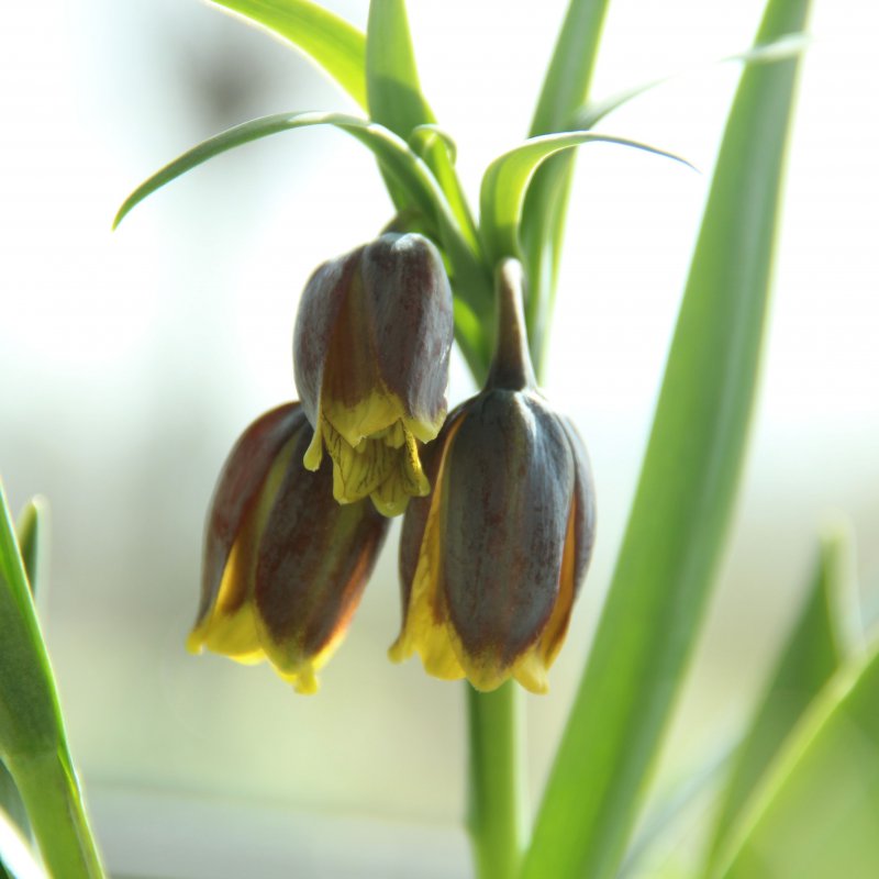 Fritillaria uva-vulpis