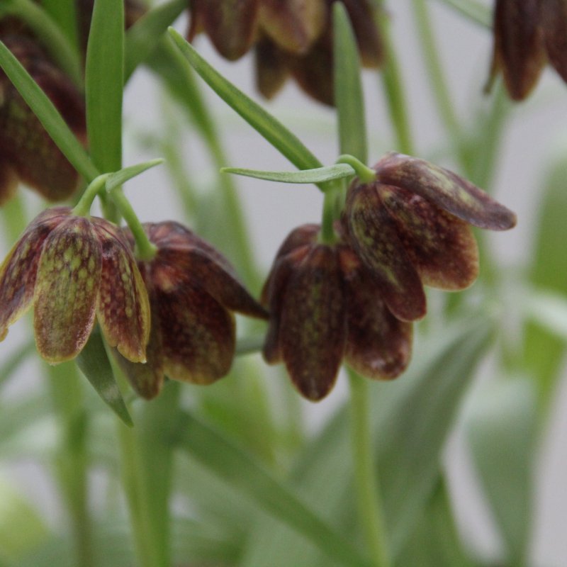 Fritillaria persica