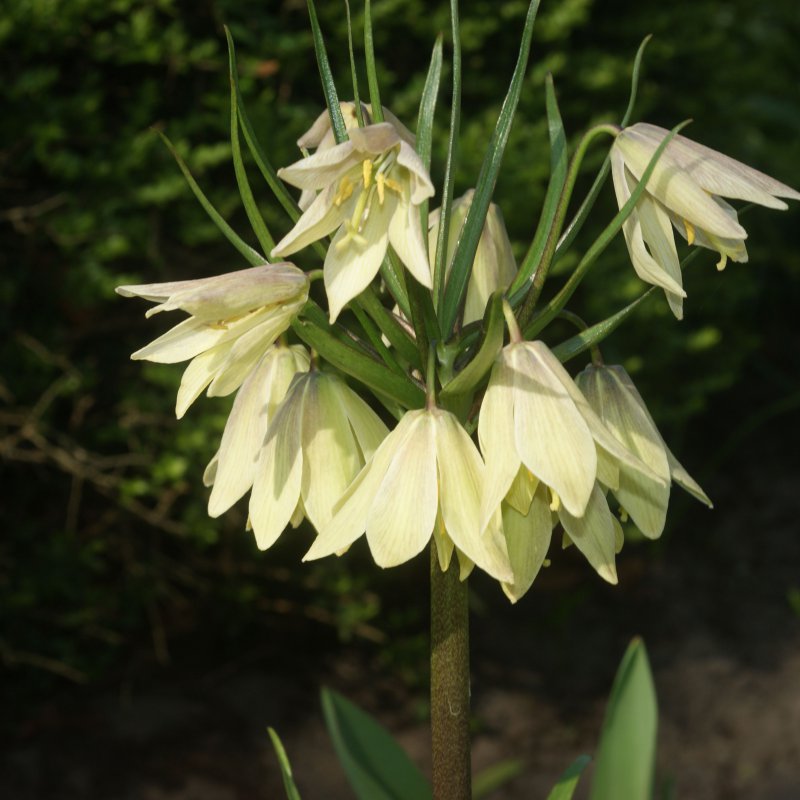 Fritillaria raddeana