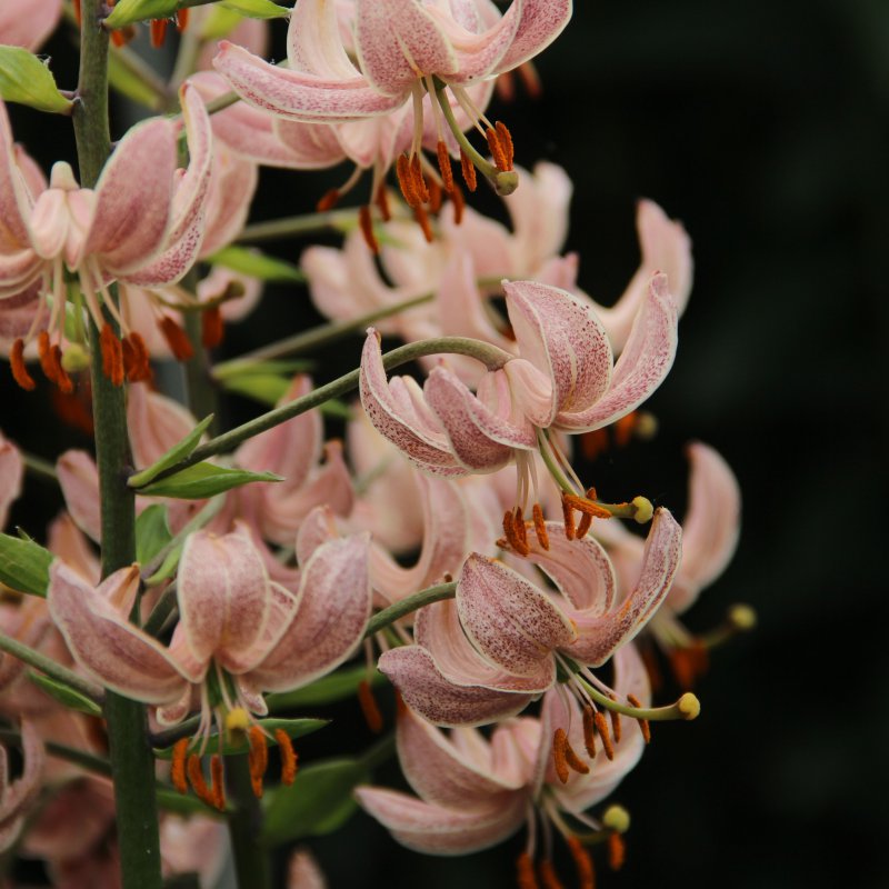 Lilium martagon 'Pink Morning'