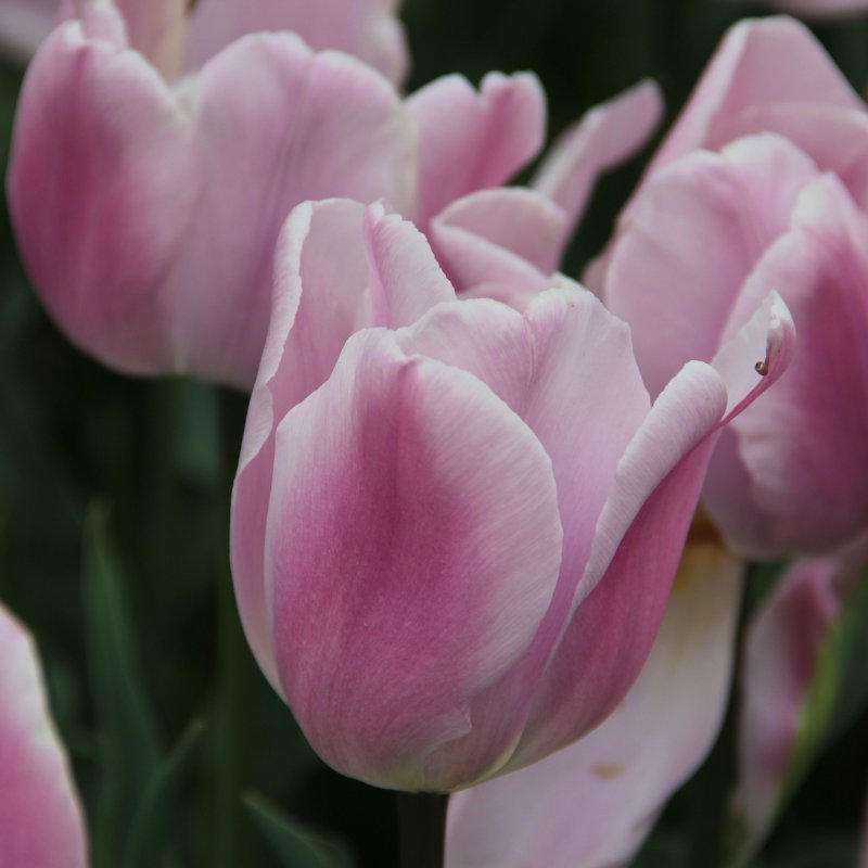 Tulipa 'Synaeda Amor'
