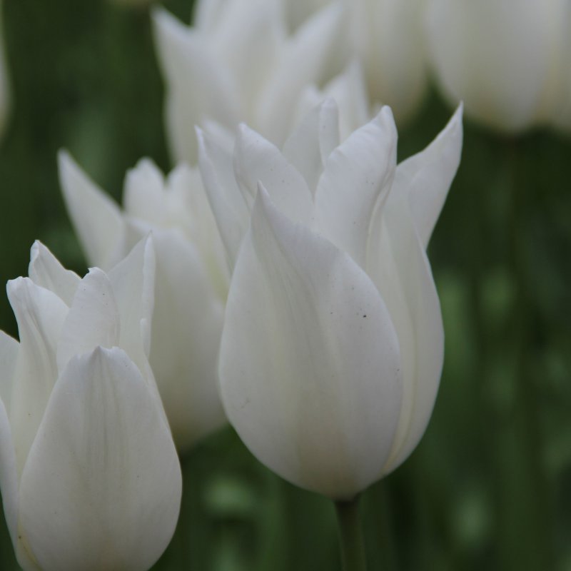 Tulipa 'White Triumphator'