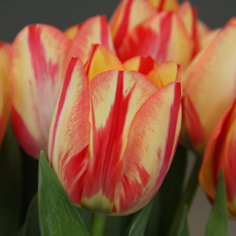 Tulipa 'Spryng Break'