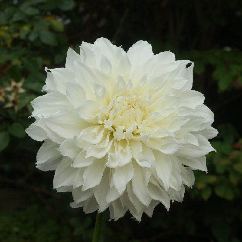 Dahlia 'Fleurel'