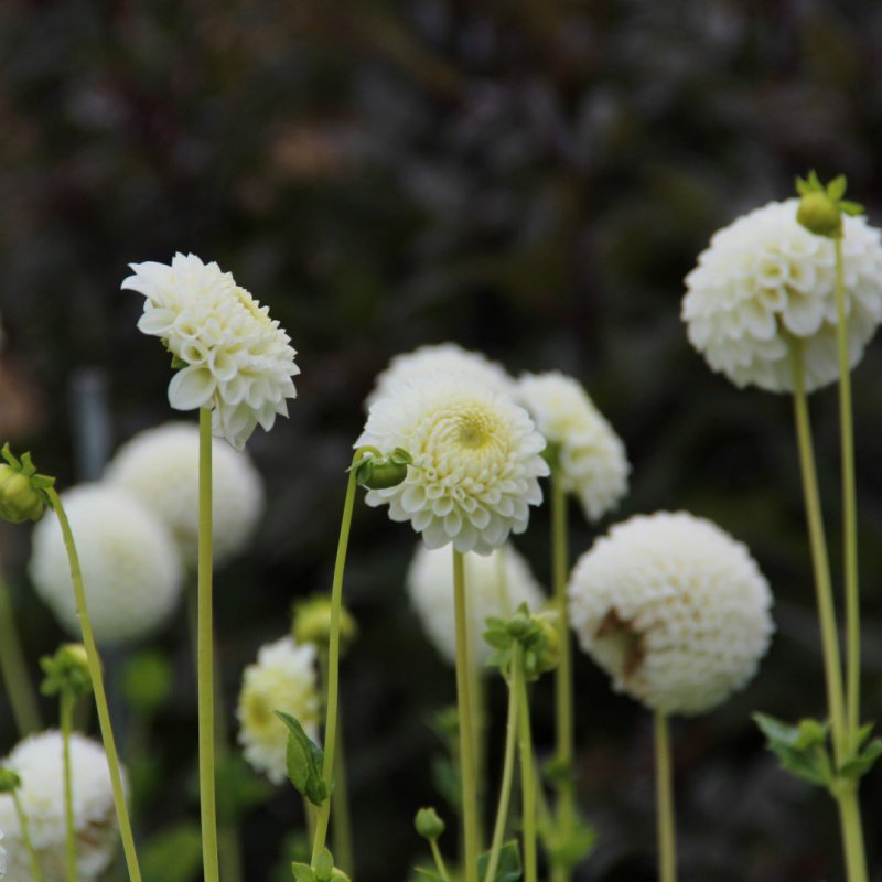 Dahlia 'Ryecroft Jan'