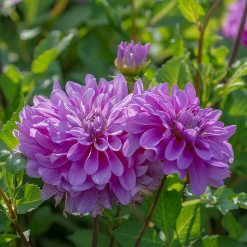 Dahlia 'Bluetiful'