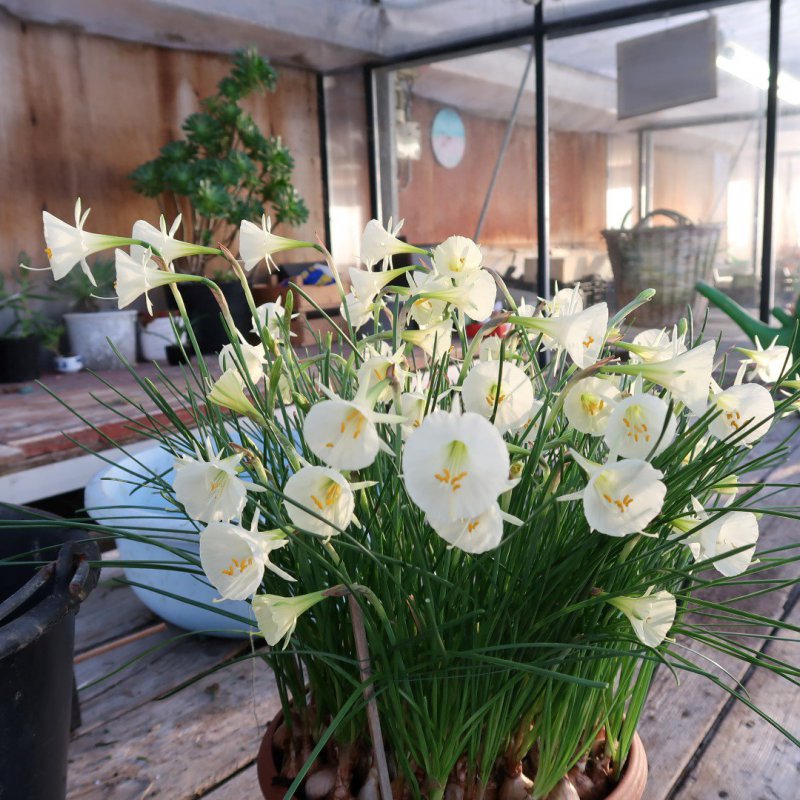 Narcissus 'Arctic Bells'