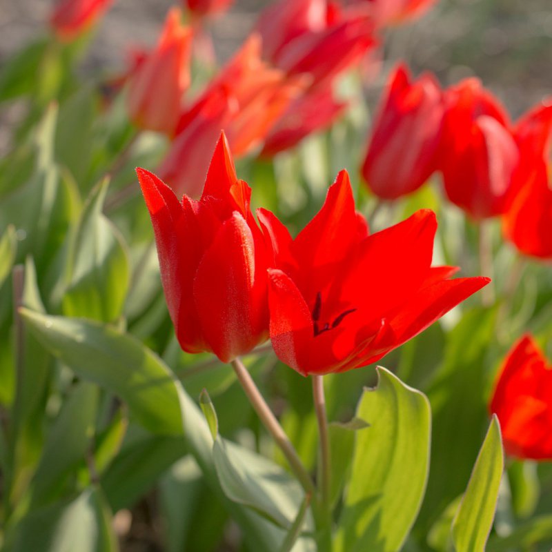Tulipa praestans 'Zwanenburg Variety'