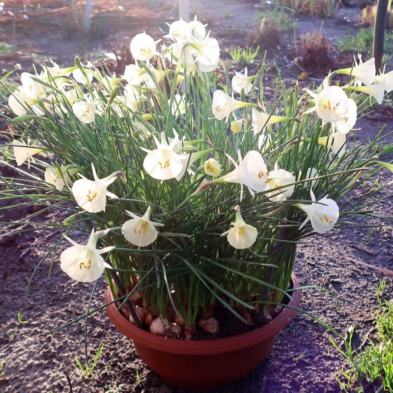 Narcissus 'Arctic Bells'