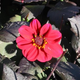 Dahlia 'Happy Single Party'