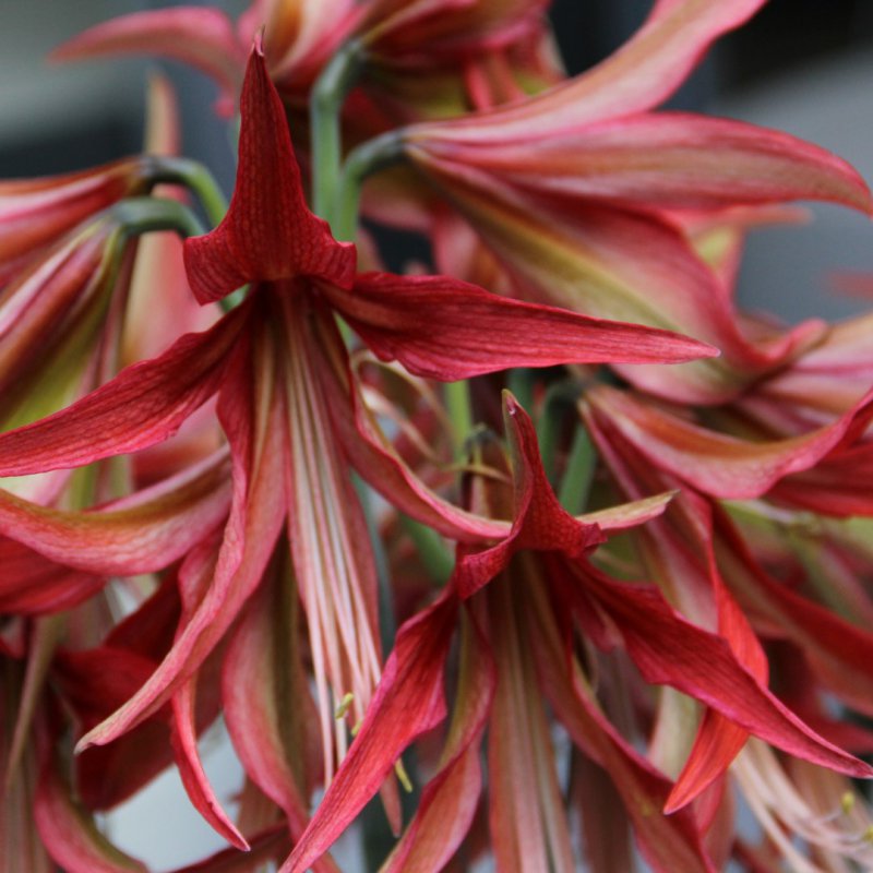 Hippeastrum 'Sumatra'