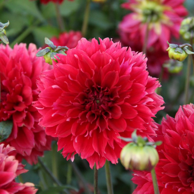 Dahlia 'Double Jill'