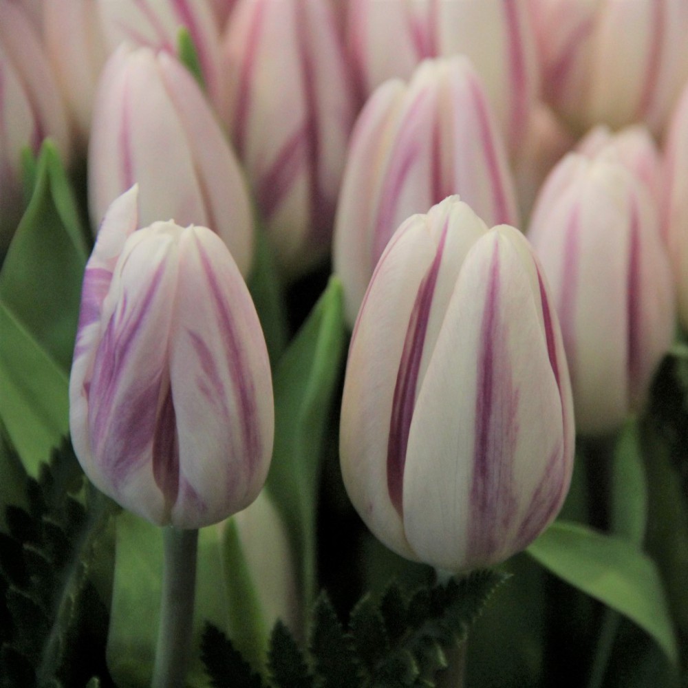 Tulipa 'Flaming Flag'