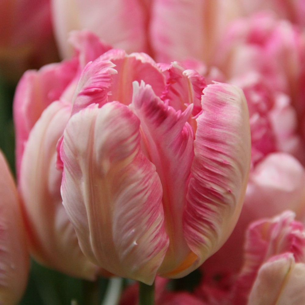 Tulipa 'Silver Parrot'®