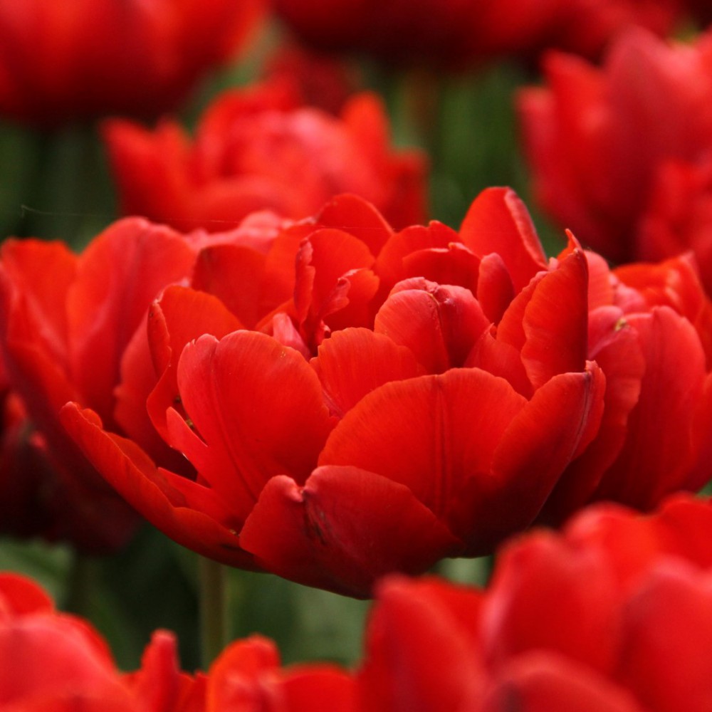 Tulipa 'Red Princess'