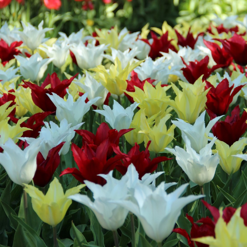 Tulipa -Tres Chic Festival-