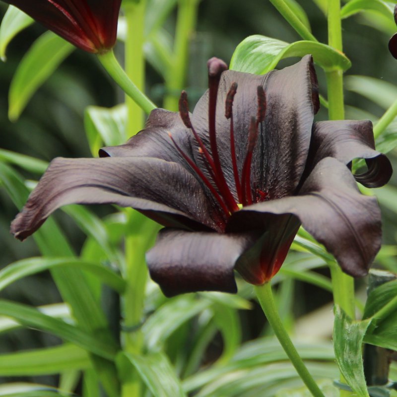 Lilium 'Nightrider'