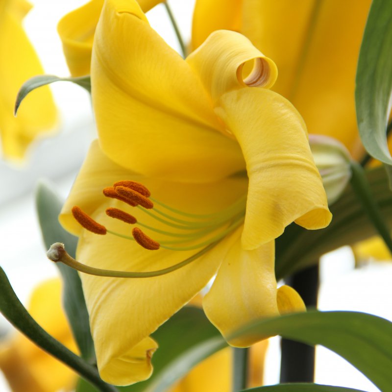 Lilium 'Golden Splendor'