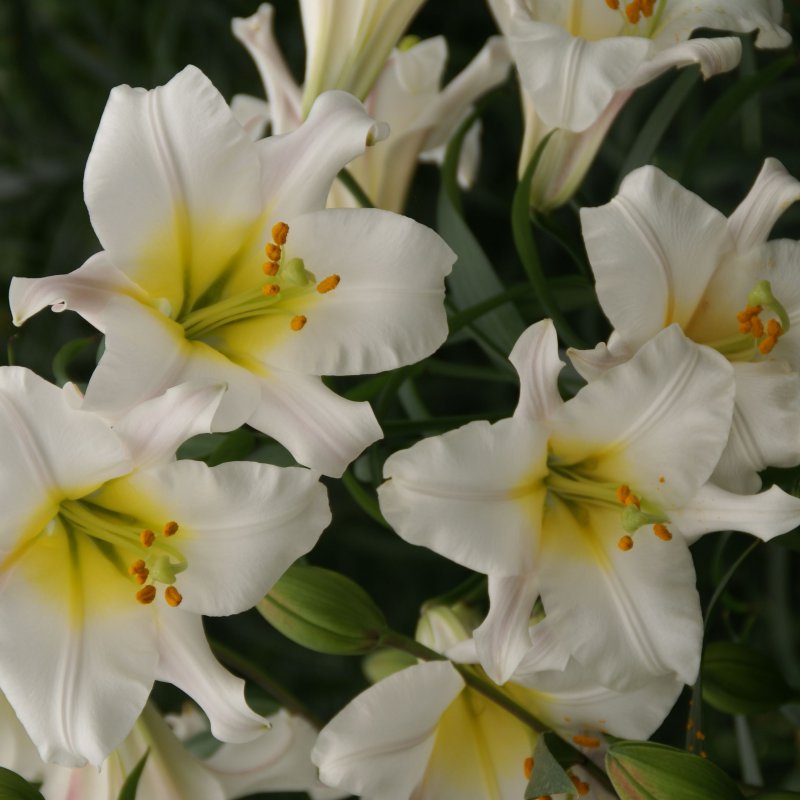 Lilium regale