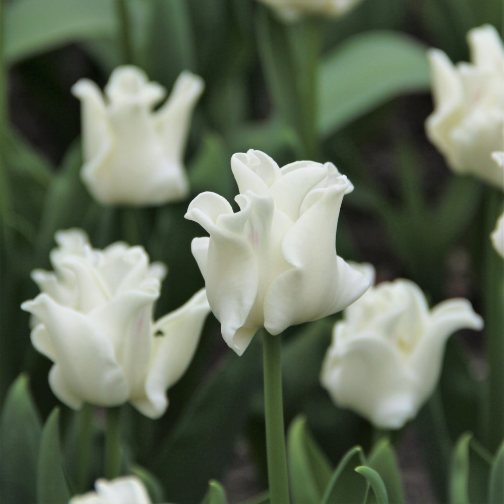 Tulipa 'White Liberstar'