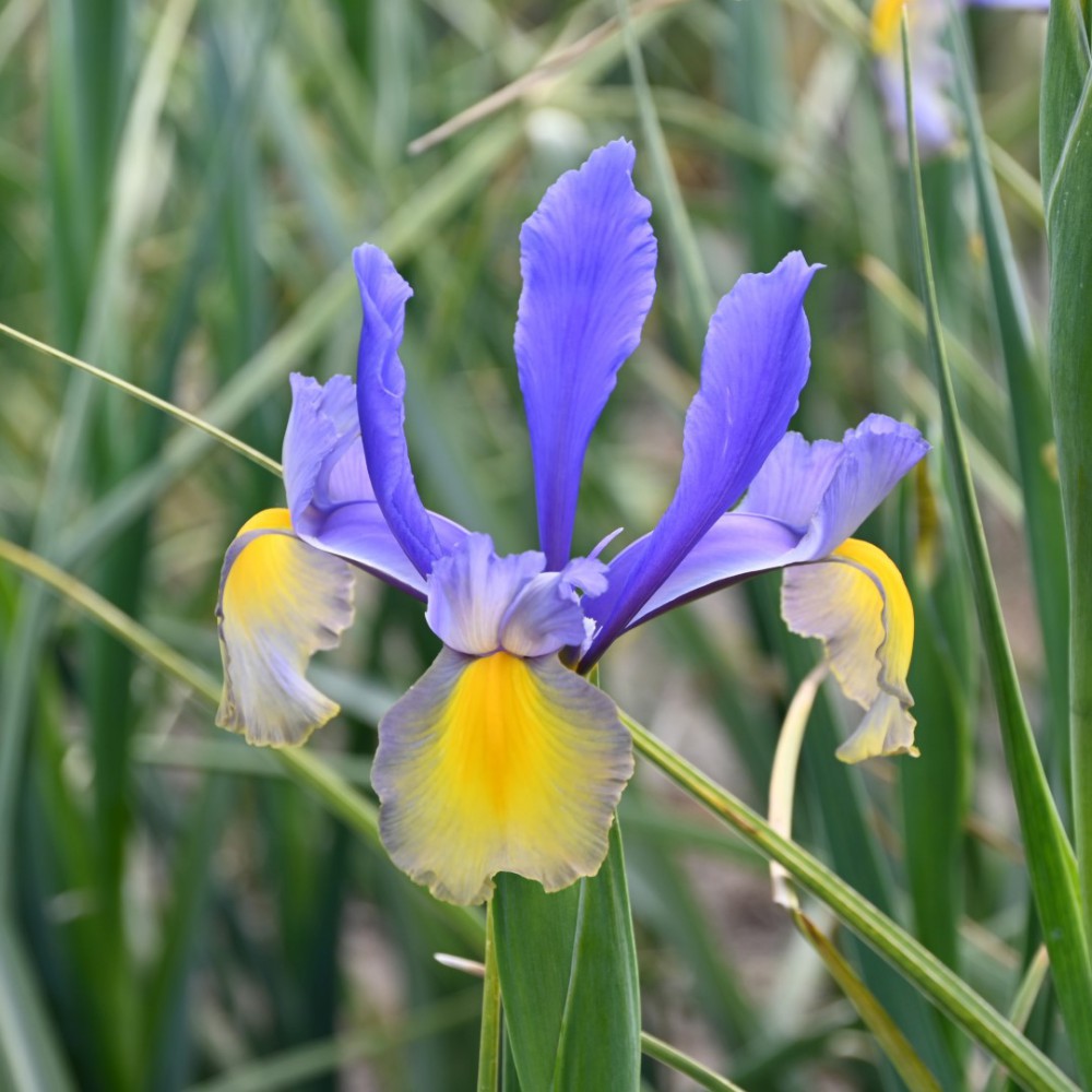 Iris hollandica 'Miss Saigon'®