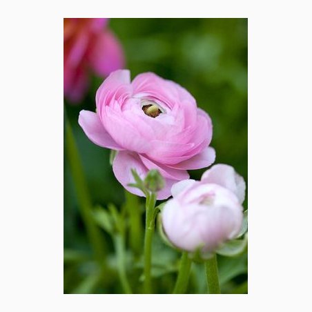 Ranunculus asiaticus 'Aviv' roze