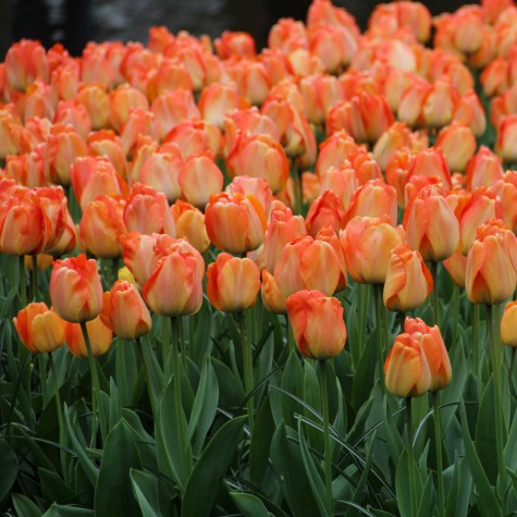 Tulipa 'Daydream'