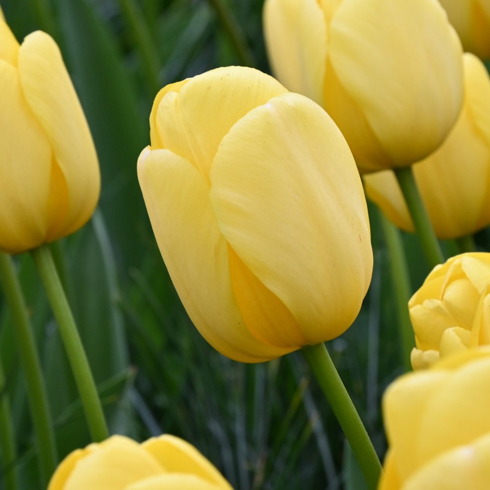 Tulipa 'Golden Parade'