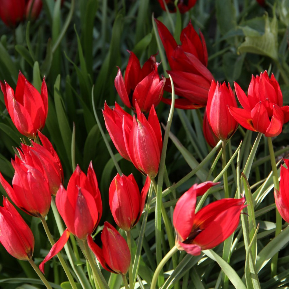 Tulipa 'Lizzy'