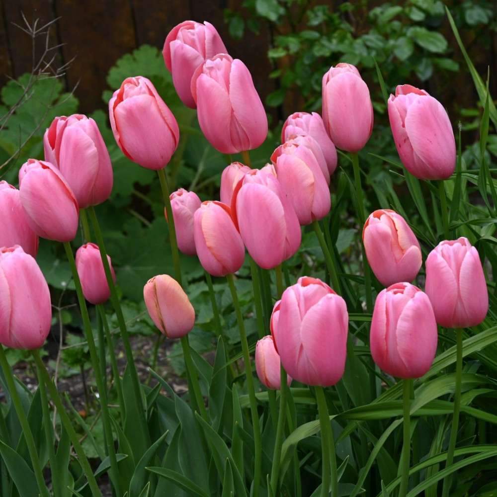 Tulipa 'Pink Impression'®