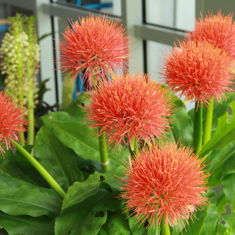 Scadoxus multiflorus subsp. multiflorus