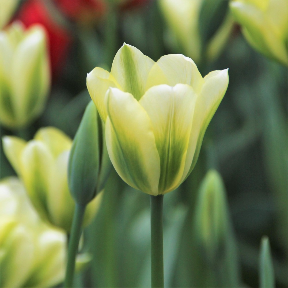 Tulipa 'Spring Green'