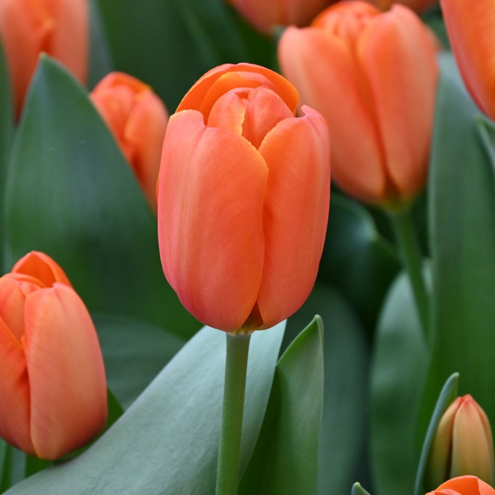 Tulipa 'Triple A'