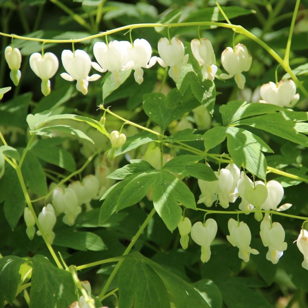 Dicentra spectabilis 'Alba'