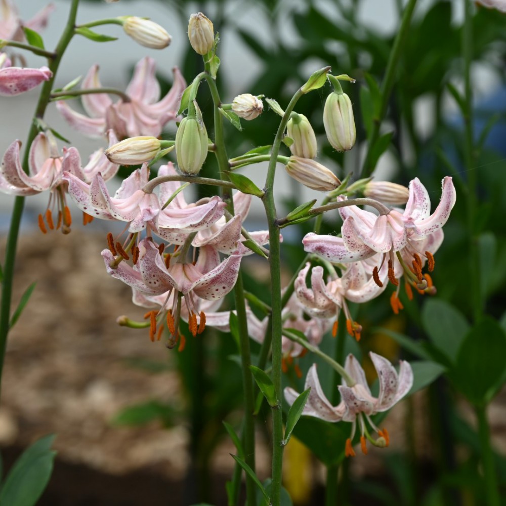 Lilium martagon 'Pink Morning'