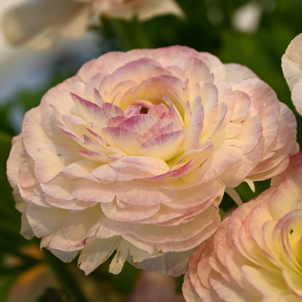 Ranunculus ELEGANCE® 'Bianco Sfumato'