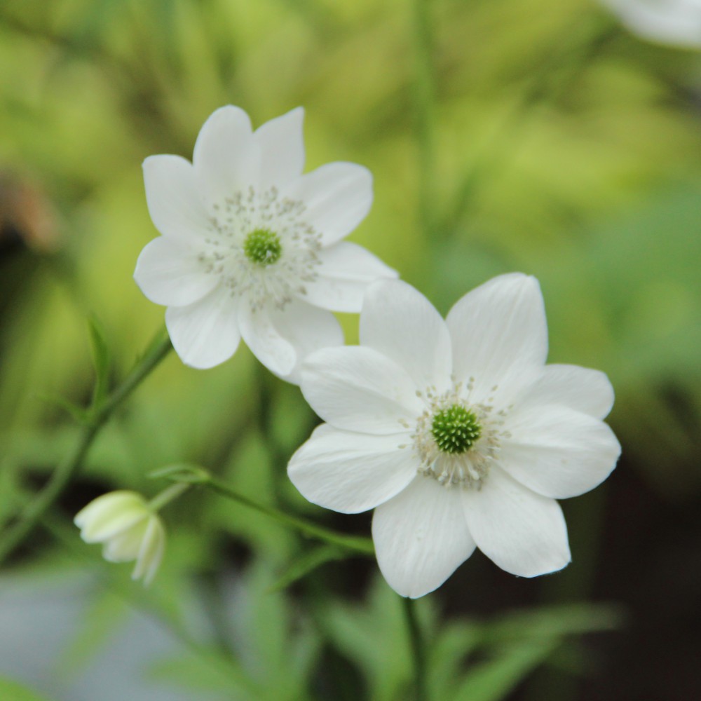 Anemone leveillei