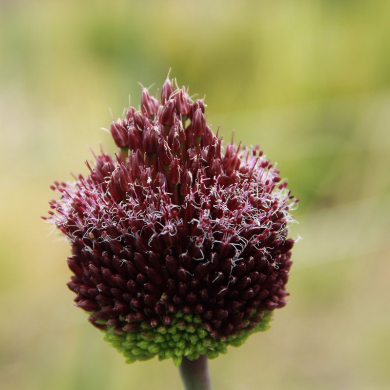 Allium 'Forelock'®